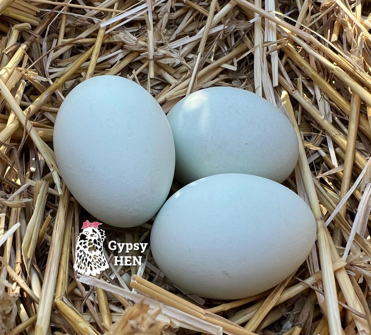 Wheaten Blue Wheaten Ameraucana Bantam Hatching Eggs
